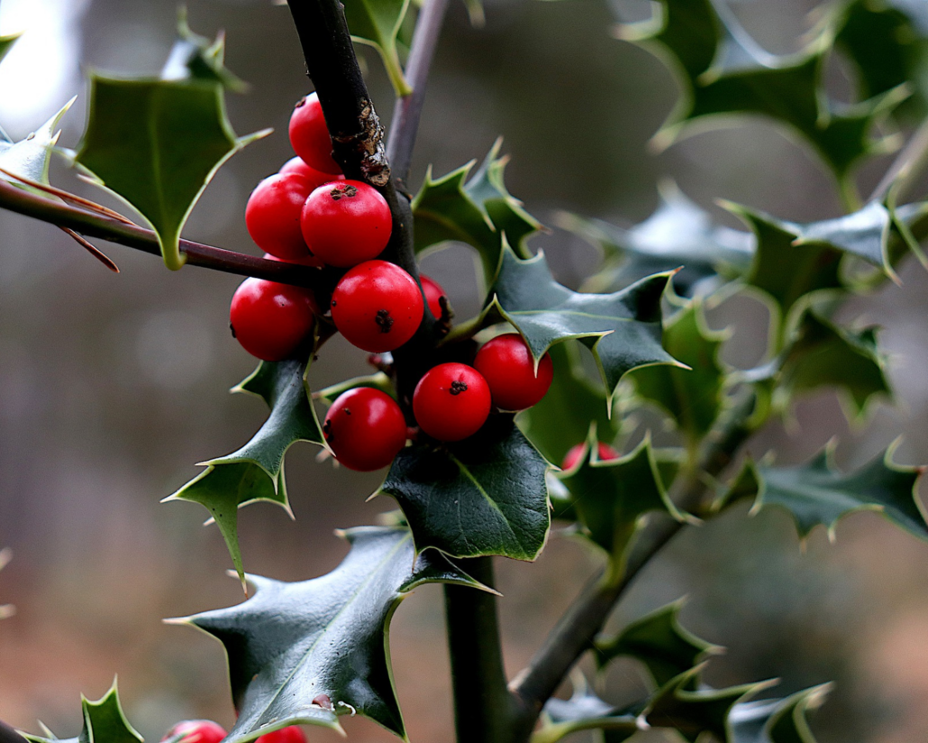 The box tree of Boscalt - Turisme Cerdanya